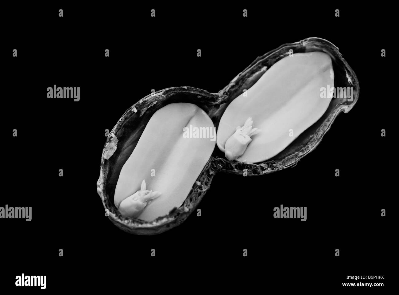 Cross sectional view of peanut halves in their shell Stock Photo - Alamy