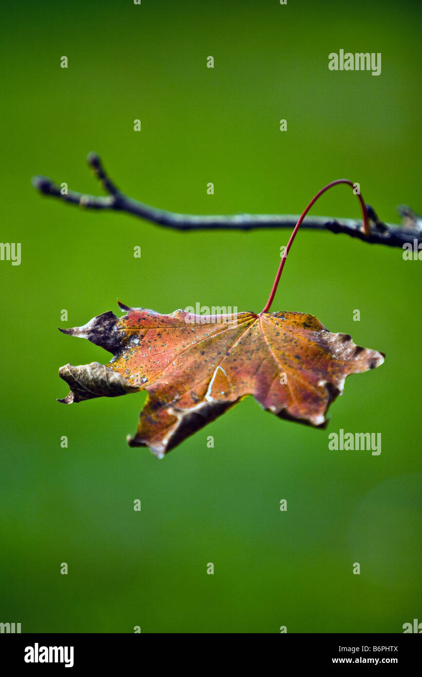 One green maple tree hi-res stock photography and images - Alamy