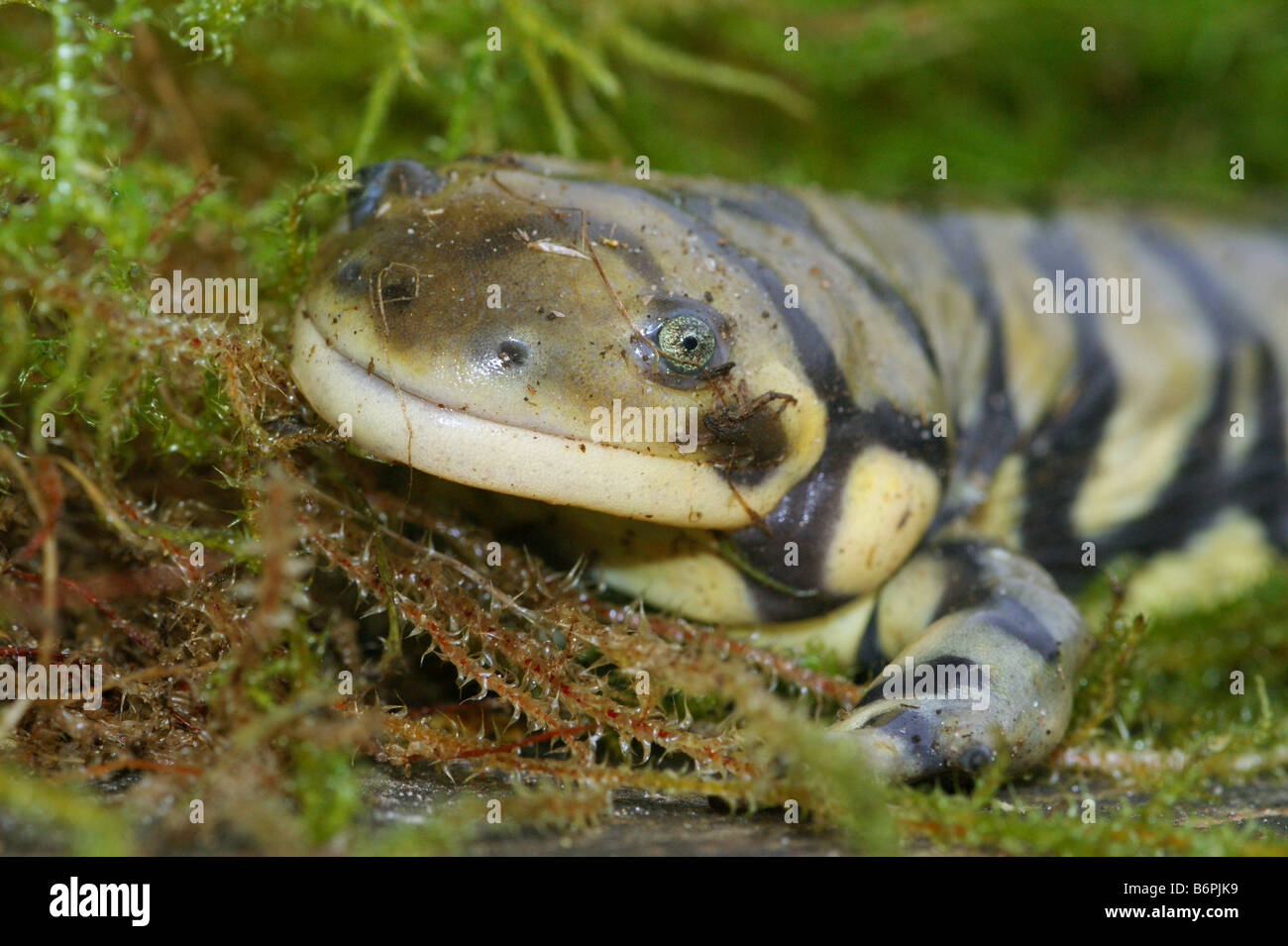 Ambystoma mavortium - tigrinum Barred Tiger salamander Stock Photo - Alamy