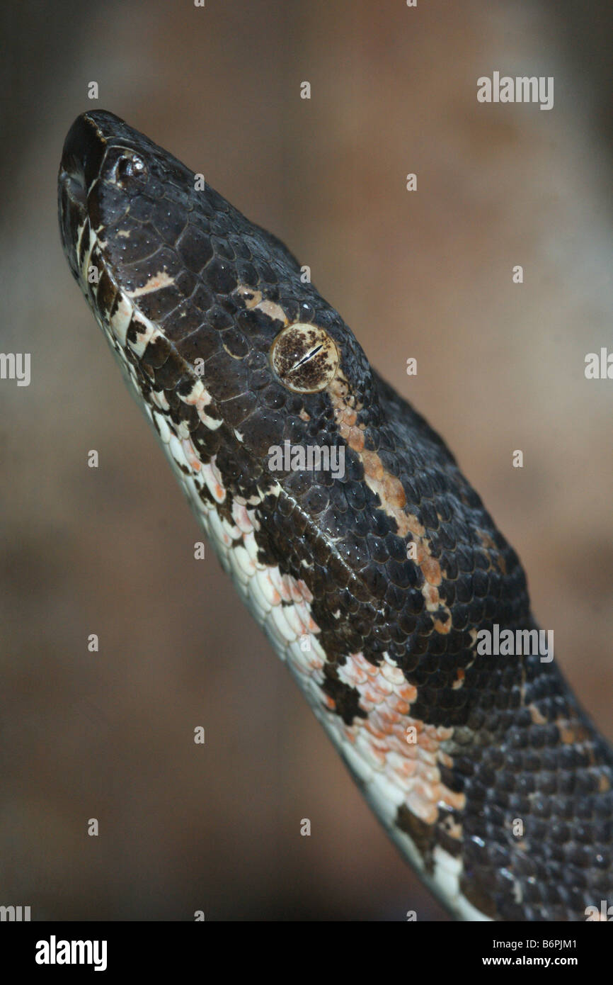 Pacific Boa Candoia Bibroni High Resolution Stock Photography and ...