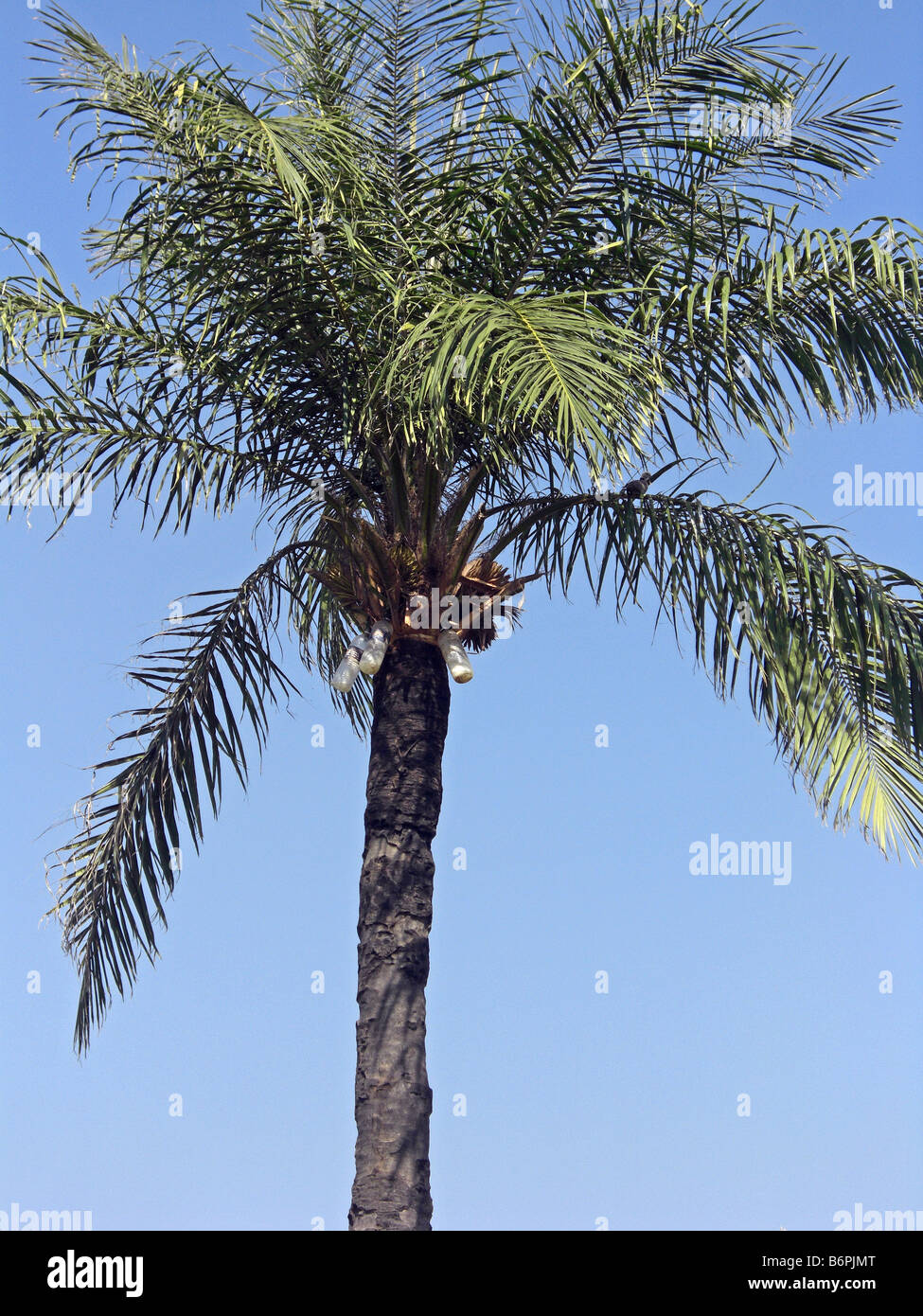 Palm wine tapping hi-res stock photography and images - Alamy