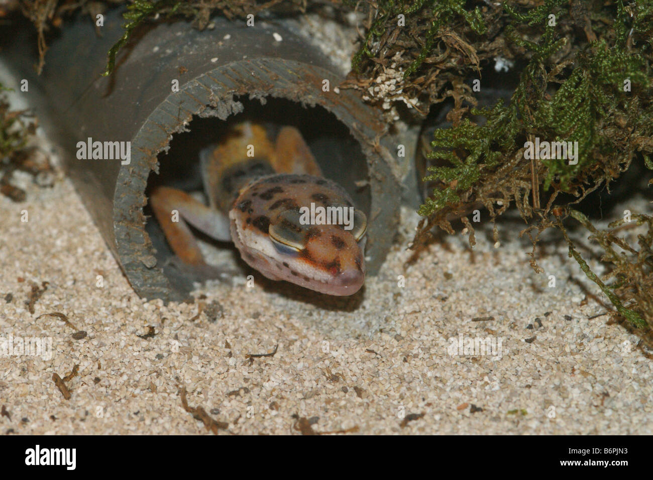 Eublepharis macularius Leopard gecko Stock Photo - Alamy