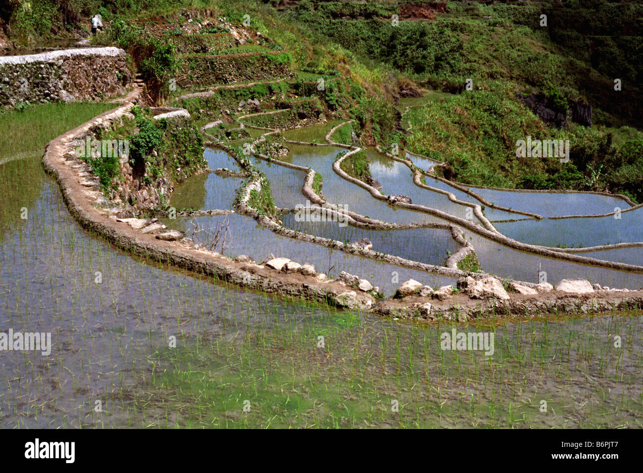 rice terraces in Banaue, the Philippines Stock Photo - Alamy