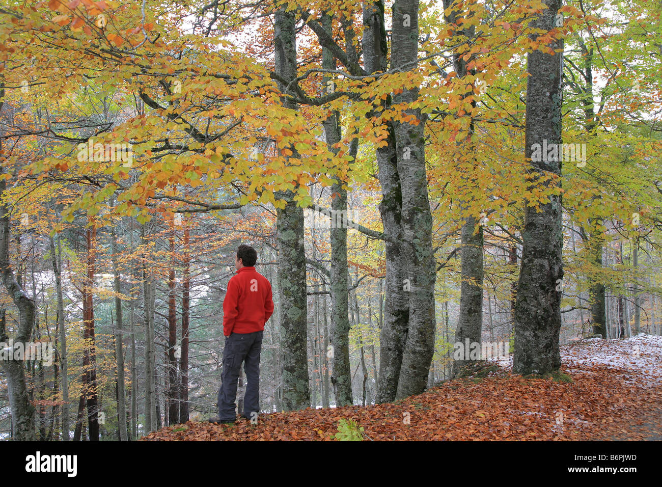 Man and beech tree forest in autumn Stock Photo - Alamy