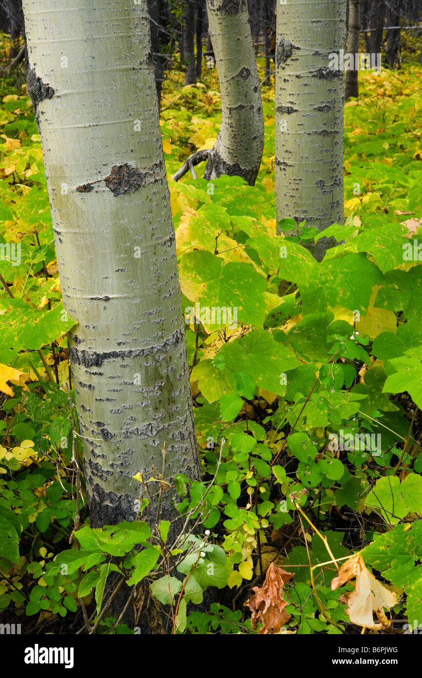 Glacier National Park, Montana, Aspen, Forest, fall Stock Photo - Alamy