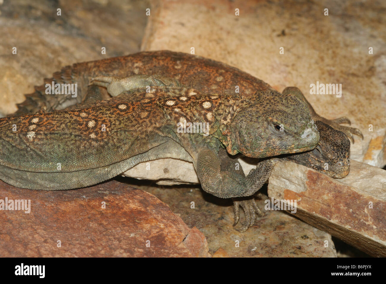 Uromastyx ocellata hi-res stock photography and images - Alamy
