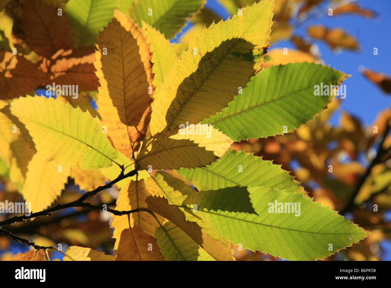 Chestnut tree in autumn, Spain Stock Photo - Alamy