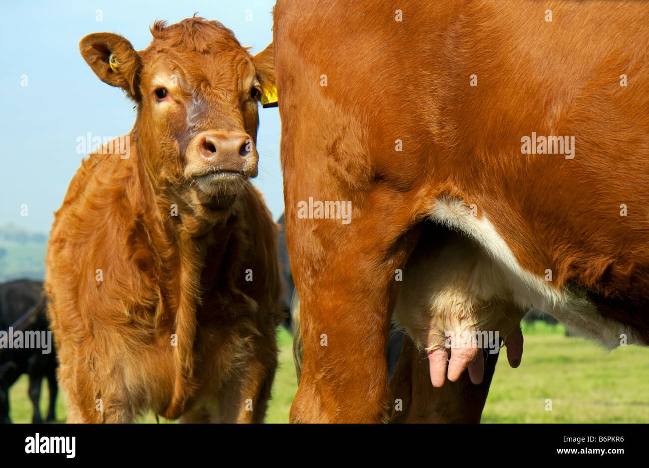 A red Aberdeen Angus calf standing behind mother in Derbyshire Peak ...