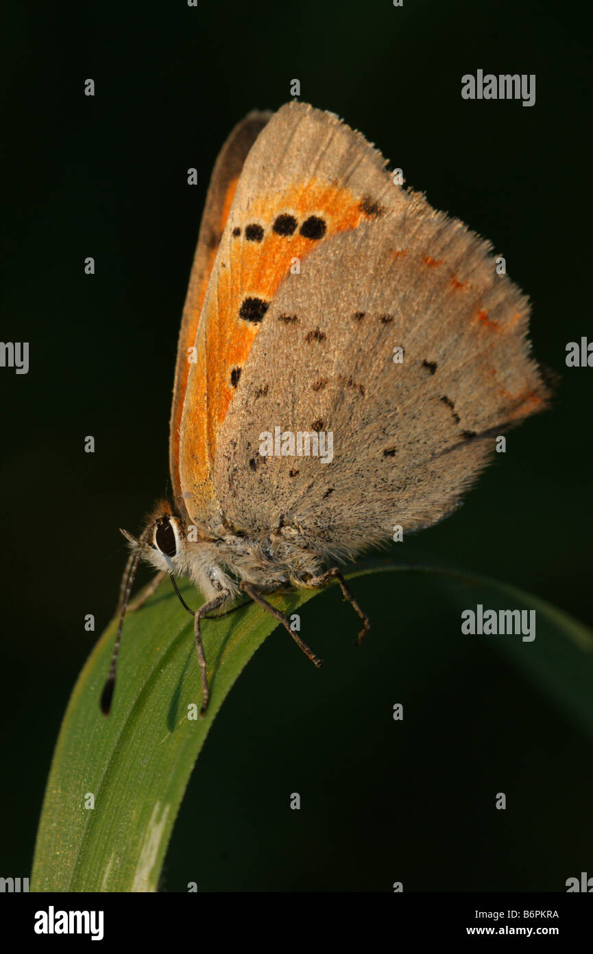 Kleiner Feuerfalter High Resolution Stock Photography and Images - Alamy