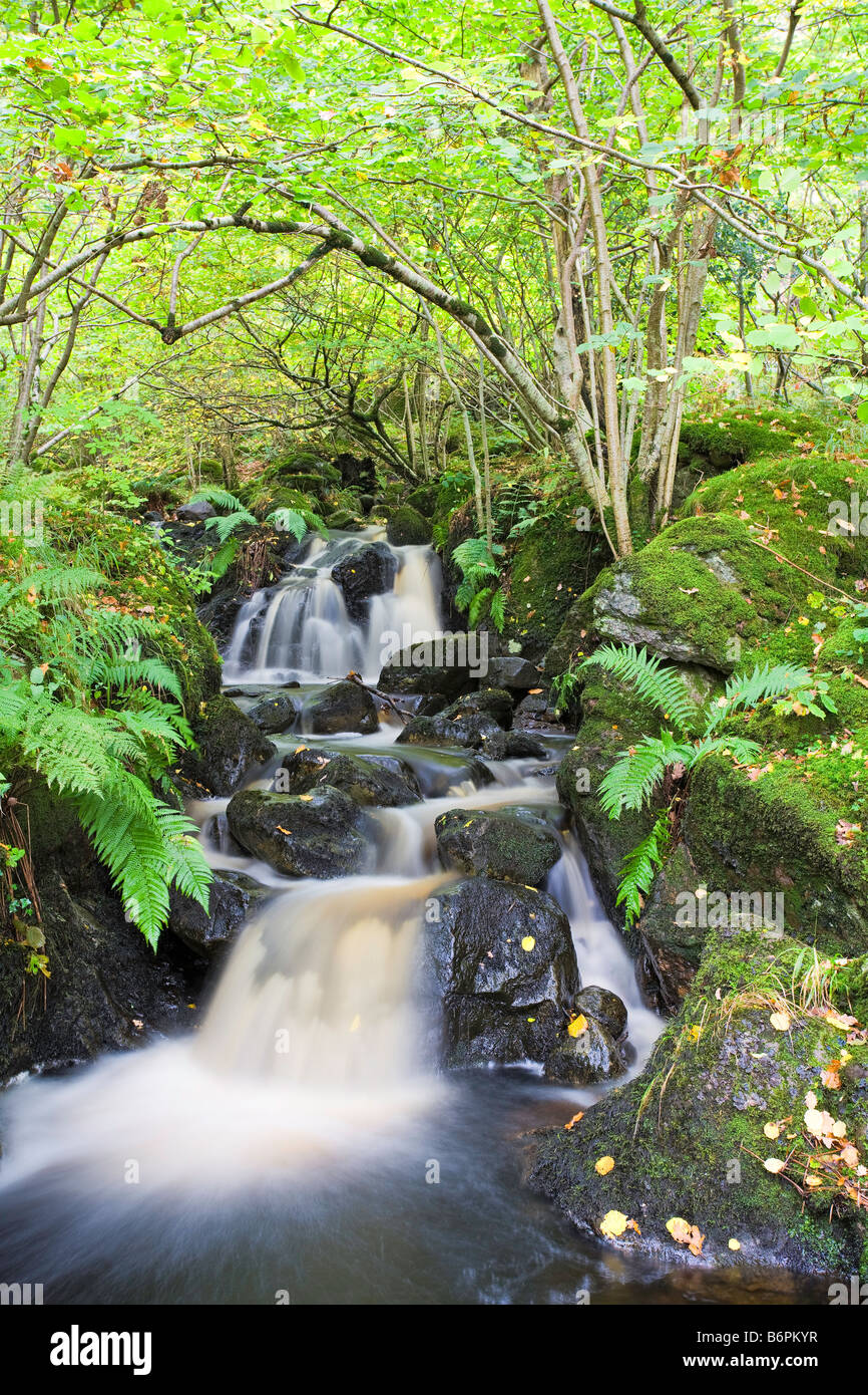 Cascading waterfall and trees hi-res stock photography and images - Alamy