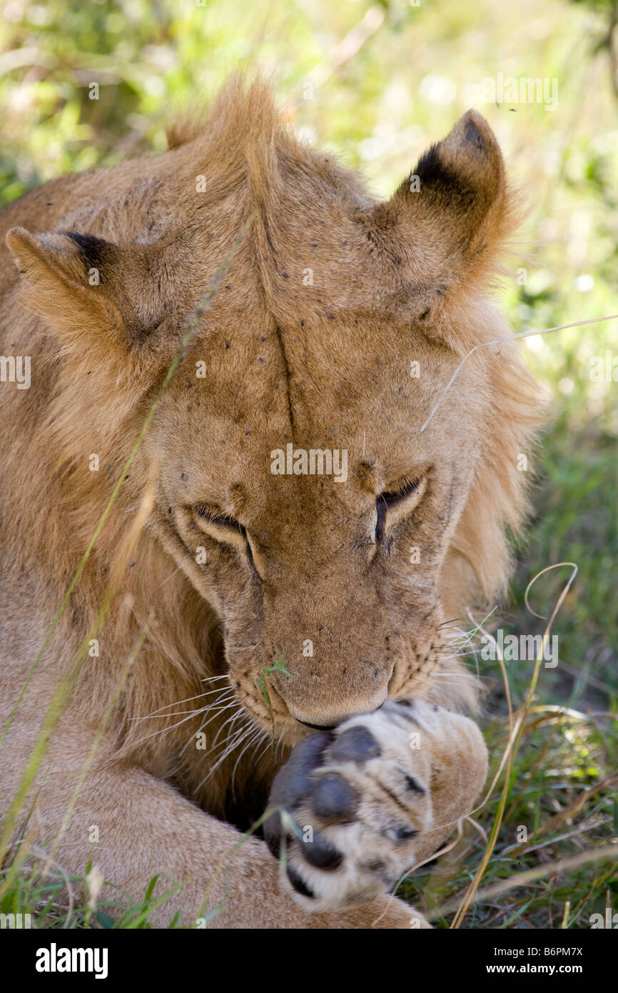 Lion grooming hi-res stock photography and images - Alamy