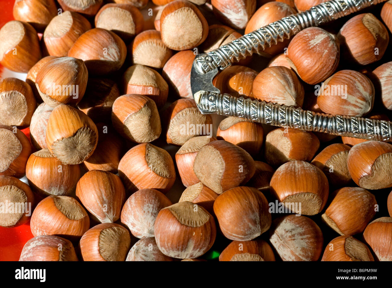 Hazelnut corylus avellana group hi-res stock photography and images - Alamy