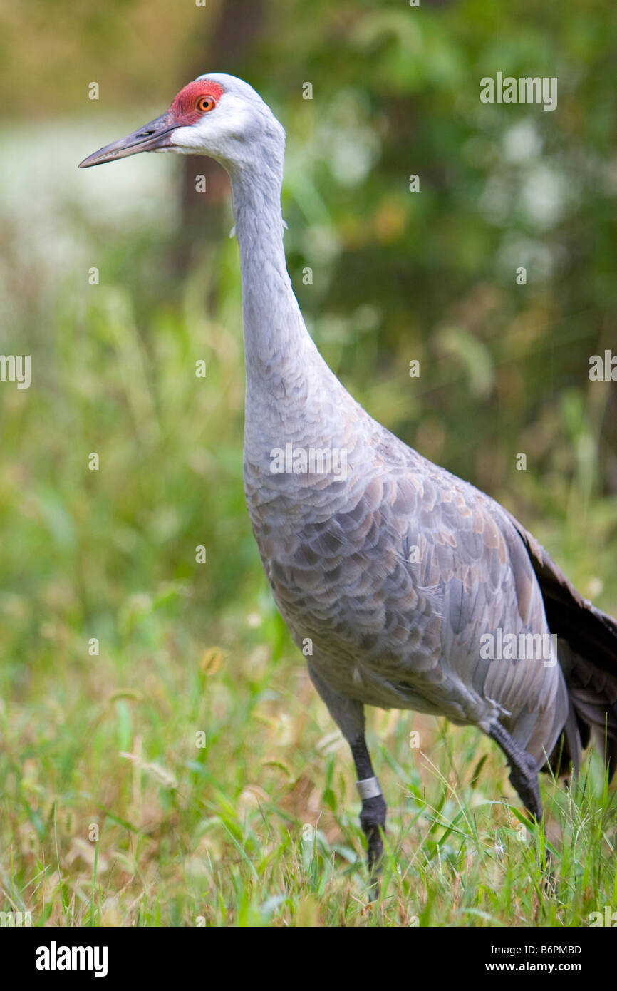 Crane legs hi-res stock photography and images - Alamy