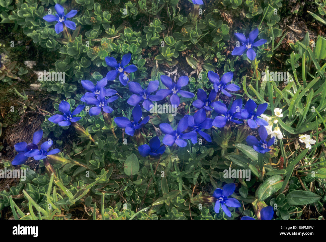 Blue Spring gentian or Gentiana verna wildflowers on trail in Sextener ...