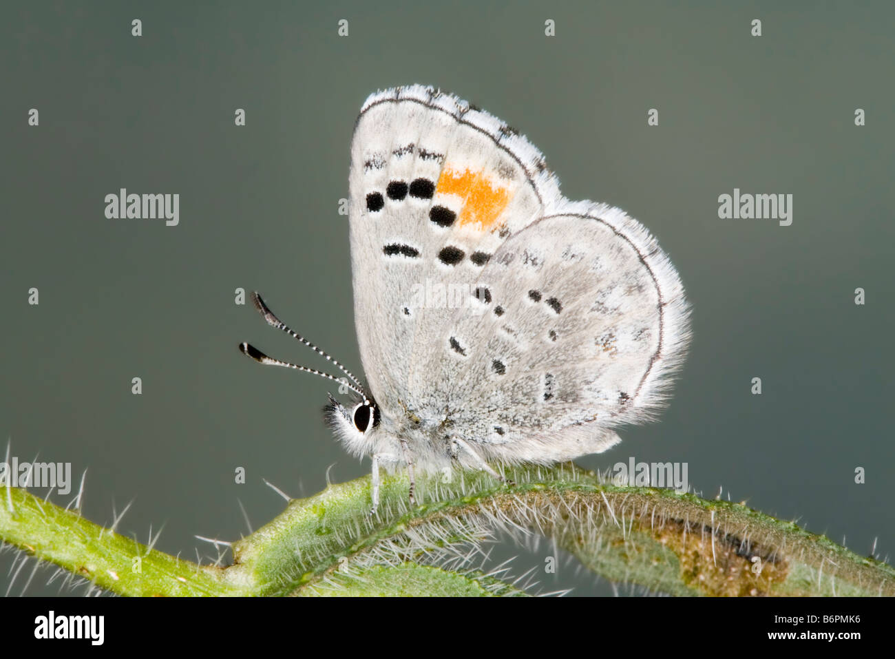Sonoran blue philotes sonorensis hi-res stock photography and images ...