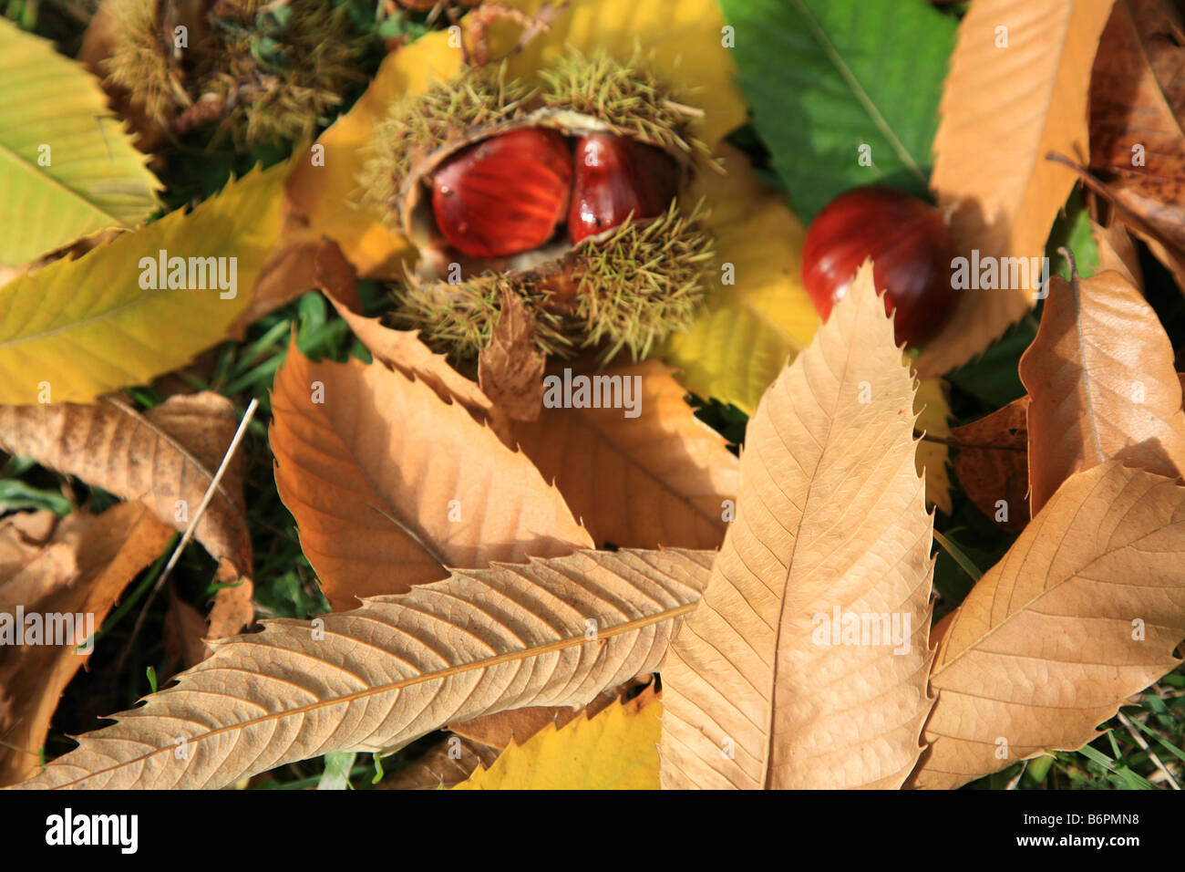 Chestnuts on the ground Stock Photo - Alamy