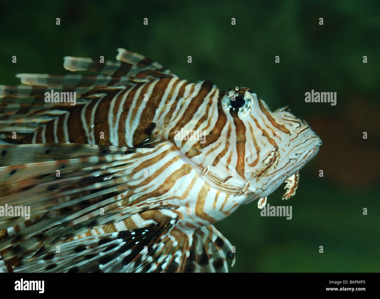 Bright multi colored tropical fish hi-res stock photography and images ...
