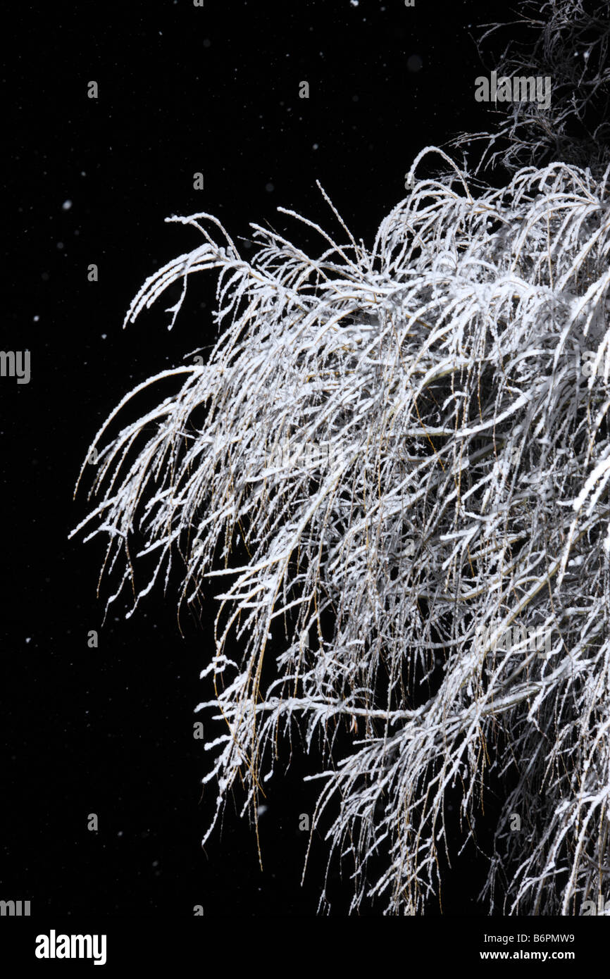 Snow falling on tree branches at night Stock Photo - Alamy