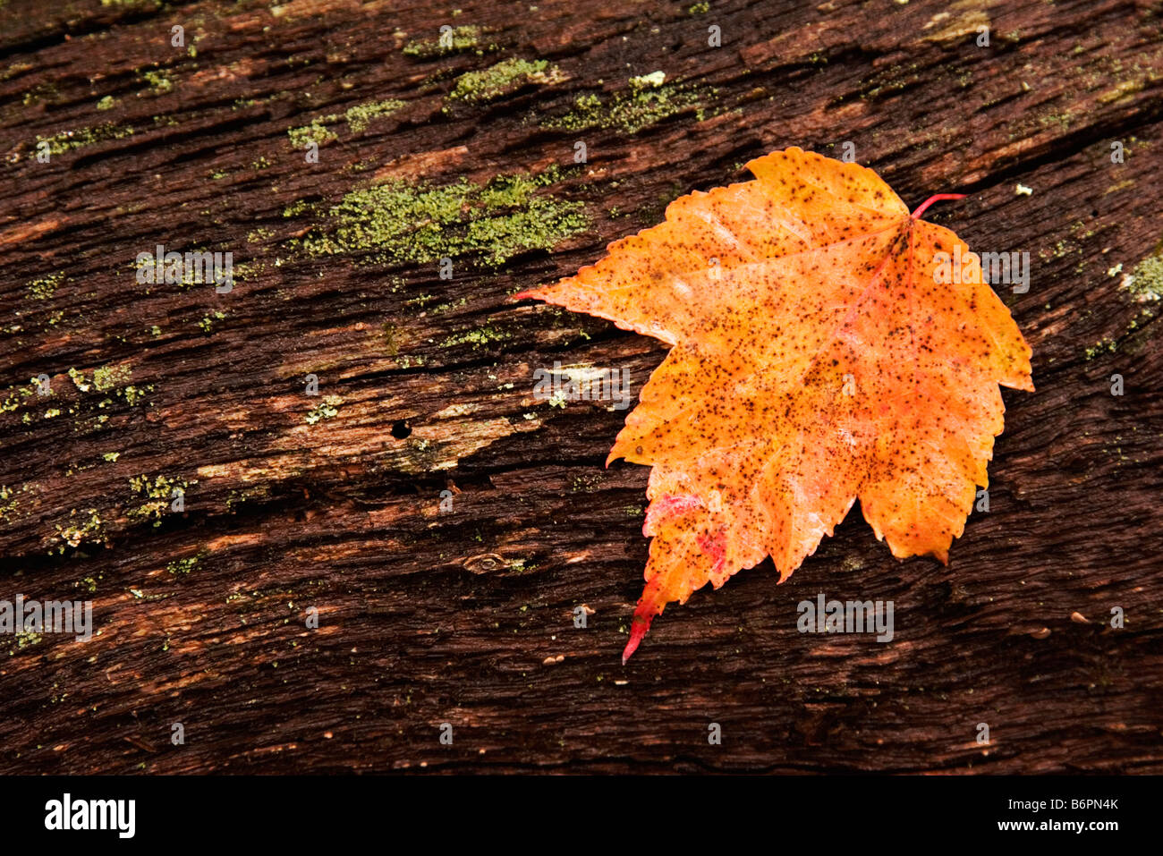 Rotten log hi-res stock photography and images - Alamy