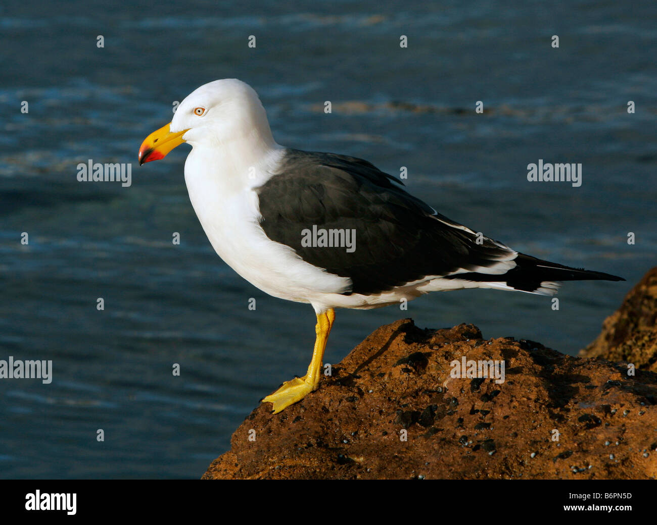 Pacific gull hi-res stock photography and images - Alamy