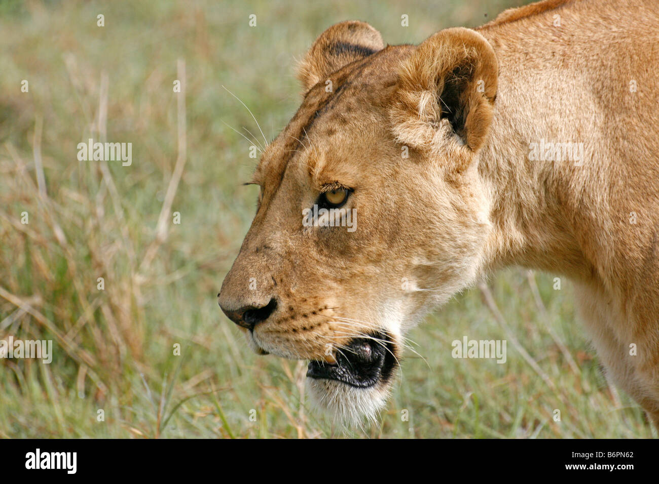 Fly on nose hi-res stock photography and images - Alamy