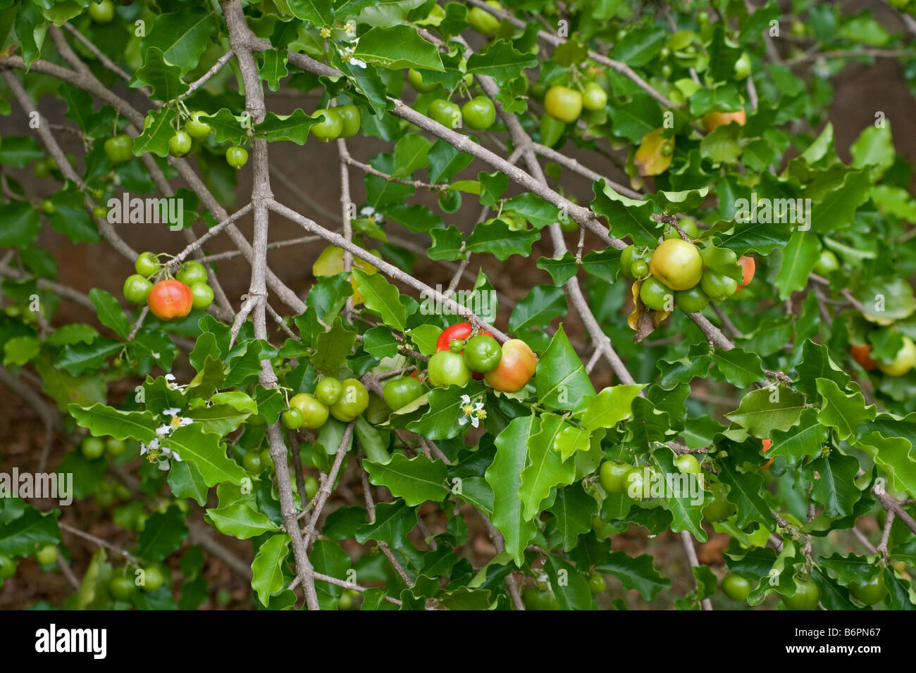 Acerola tree hi-res stock photography and images - Alamy