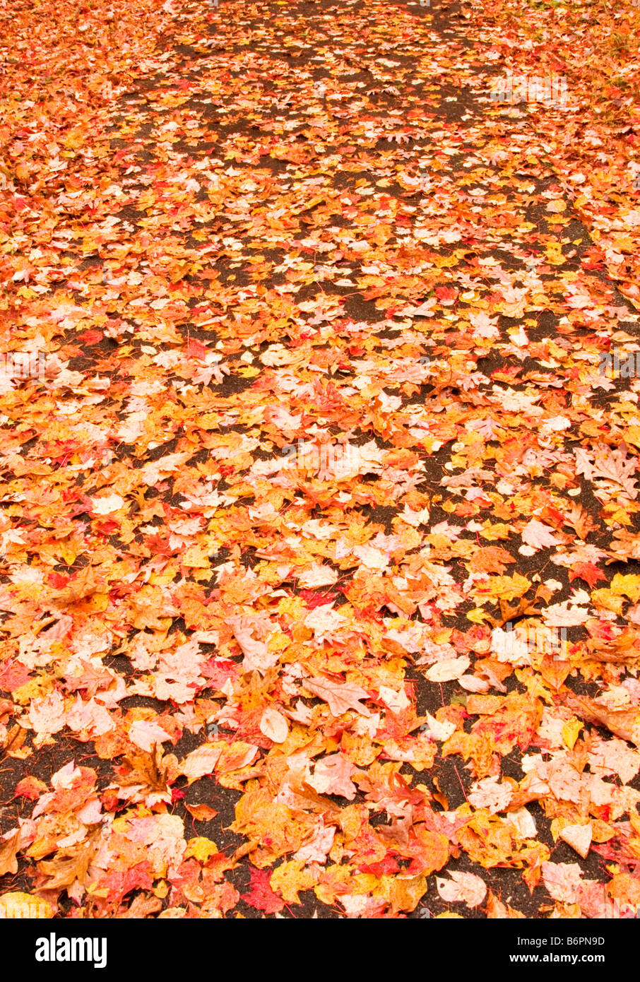 Fallen autumn leaves on a paved walking trail Stock Photo - Alamy