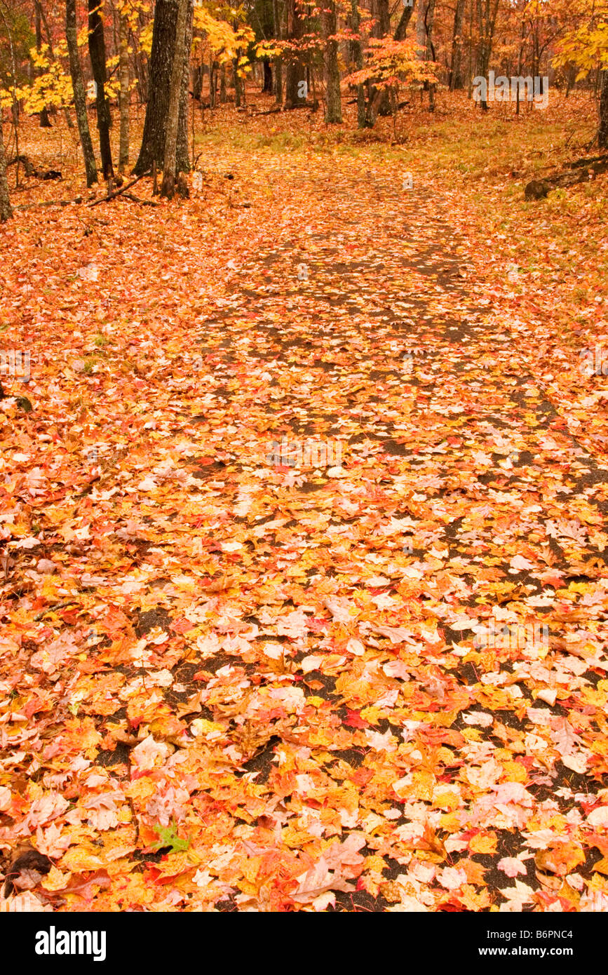 Fallen autumn leaves on a paved walking trail Stock Photo - Alamy