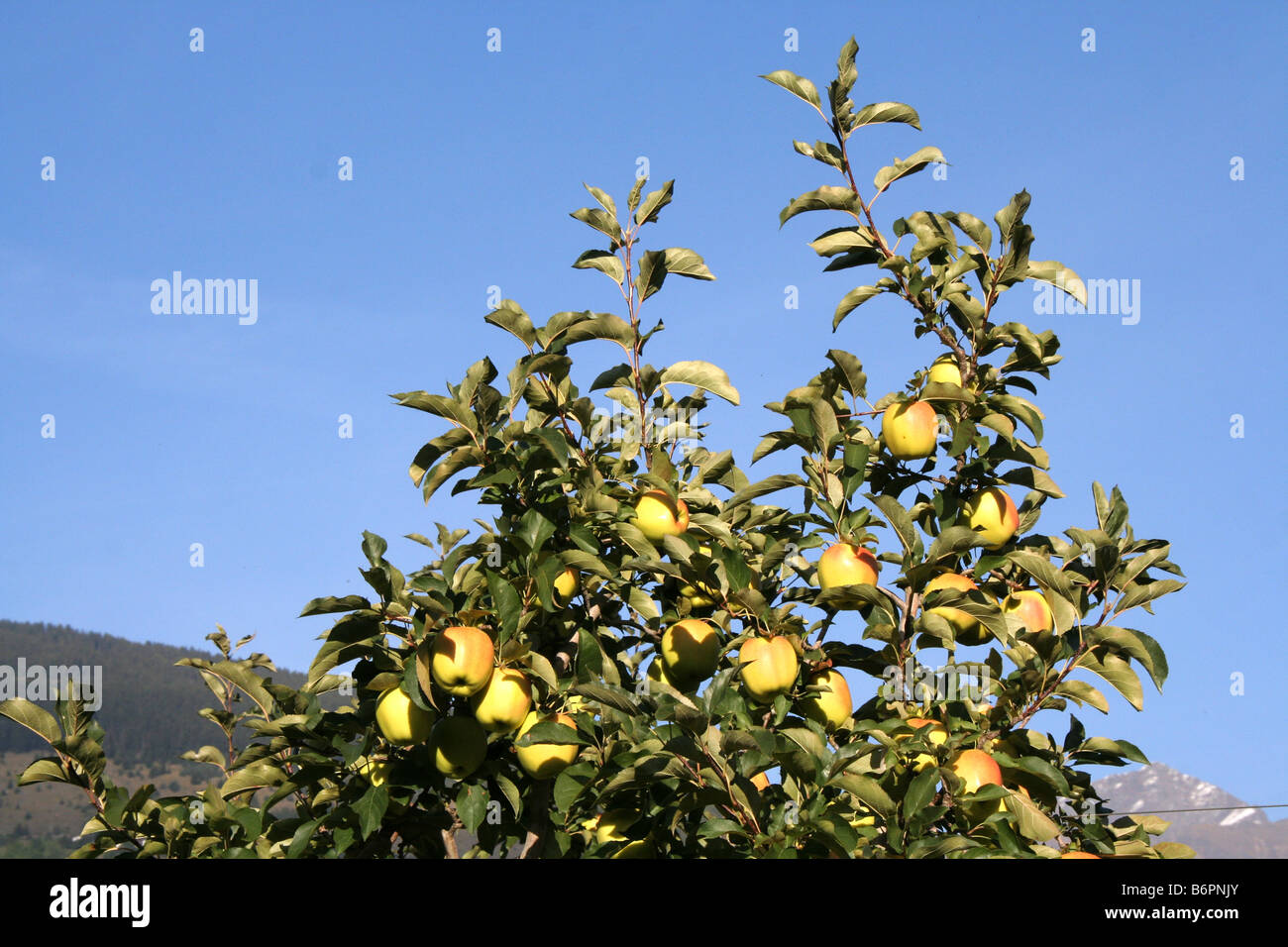 Apple italy tree hi-res stock photography and images - Alamy