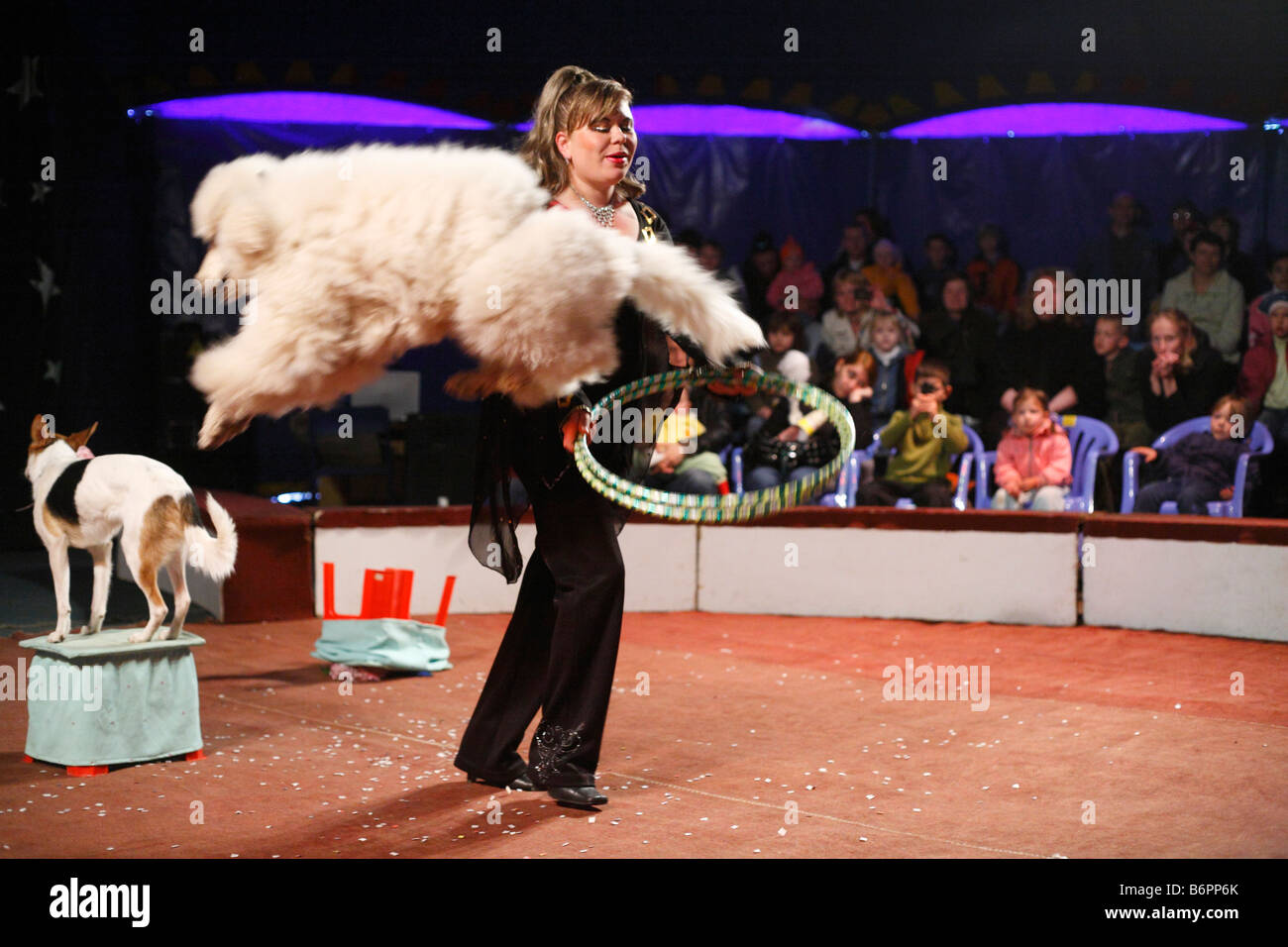 Circus dog hi-res stock photography and images - Alamy