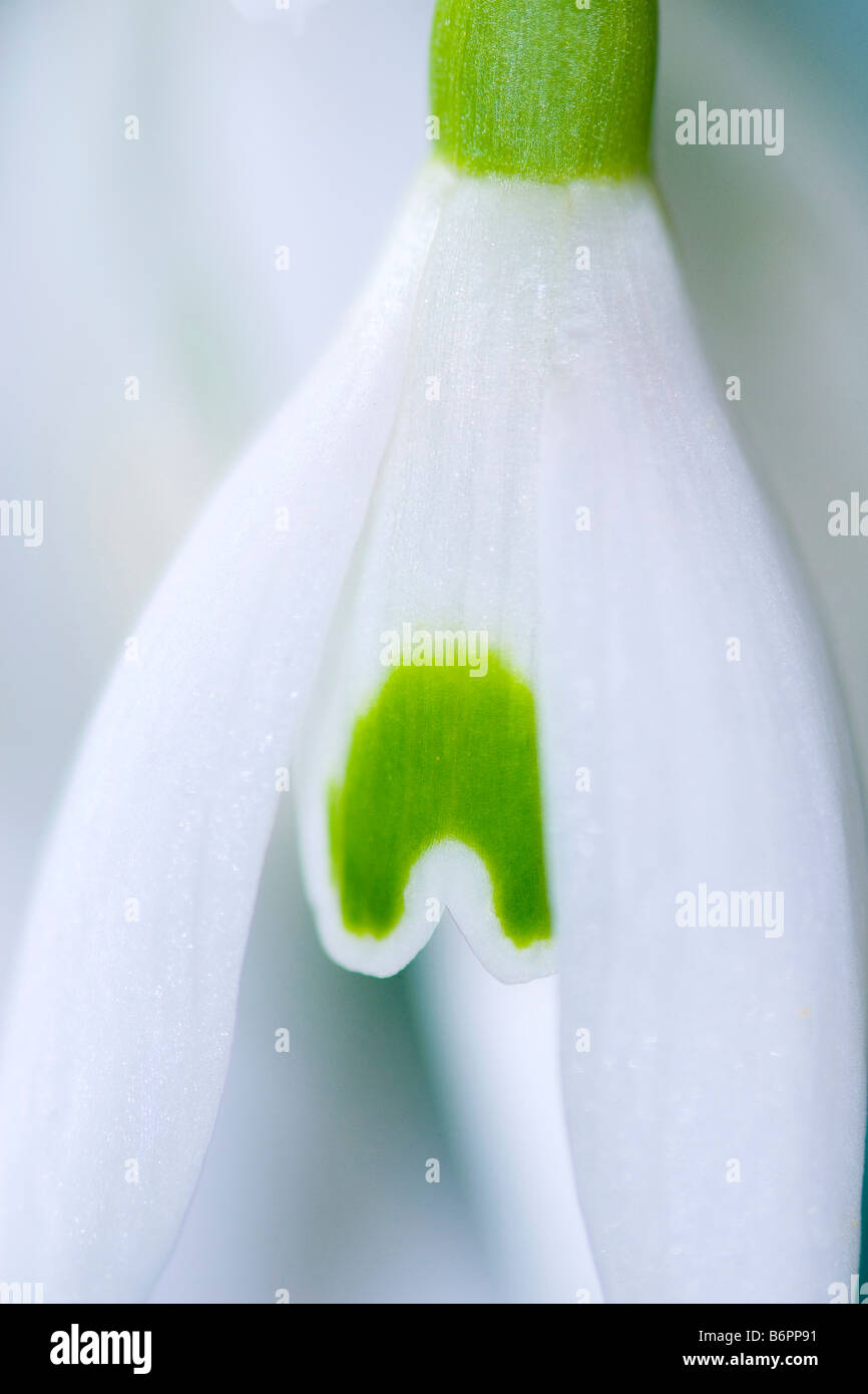 Close up snowdrop hi-res stock photography and images - Alamy