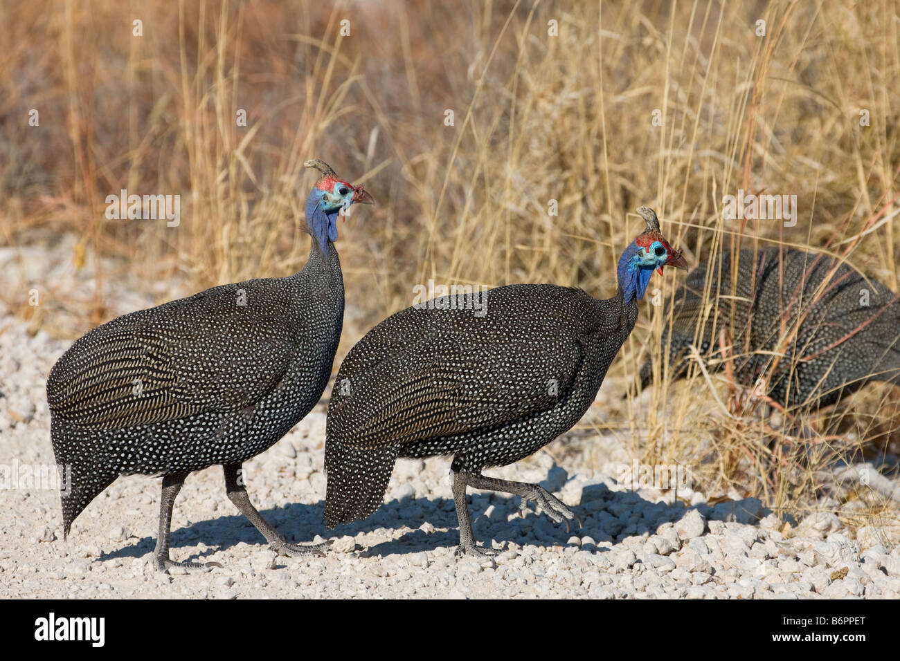 Guinea fowl behavior hi-res stock photography and images - Alamy