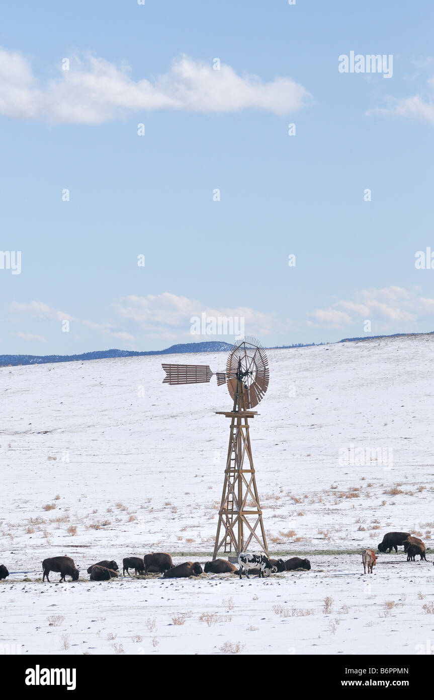 Herd of buffalo and a few cattle gather around a functioning windmill ...