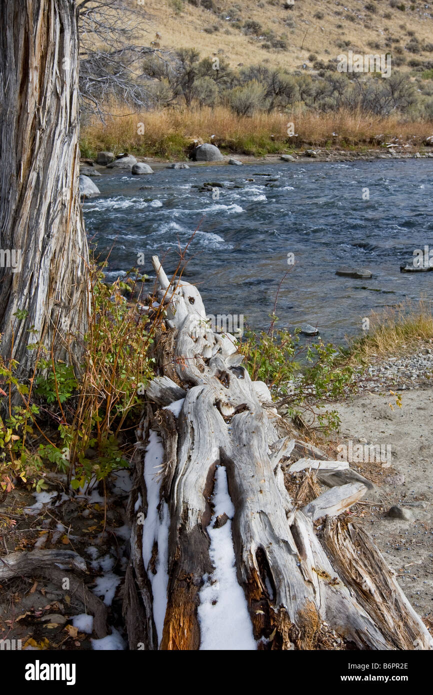 Dead tree laying in water hi-res stock photography and images - Alamy