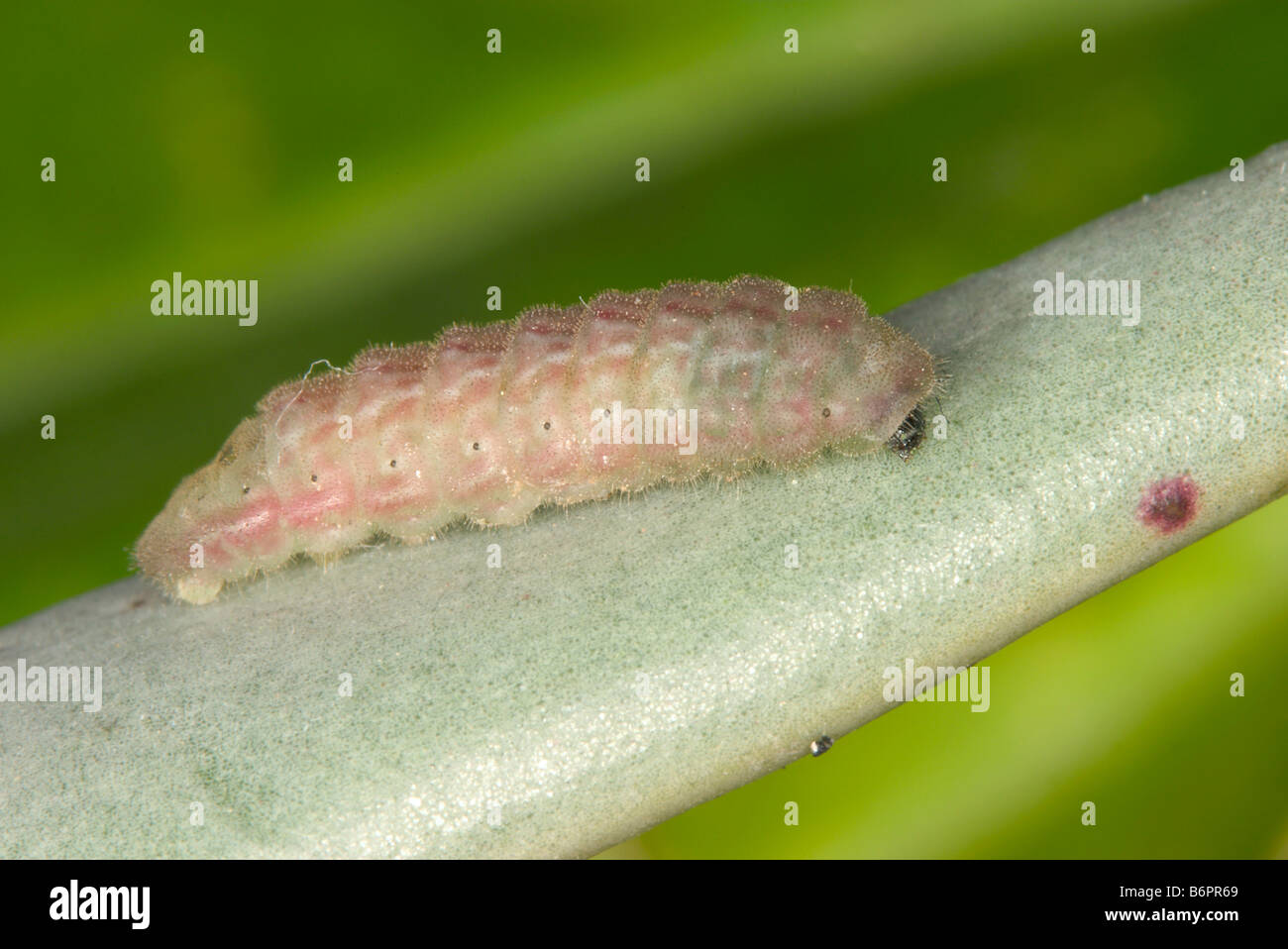 Sonoran blue philotes sonorensis hi-res stock photography and images ...