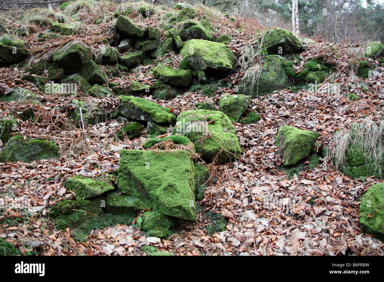 Moss covered rocks Stock Photo - Alamy
