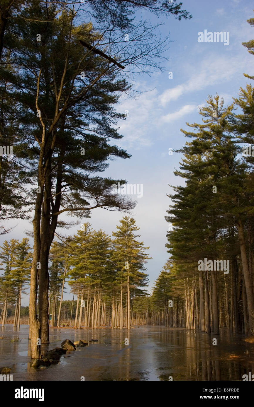 Log caught in top tree branches from previous high water, flood Stock ...