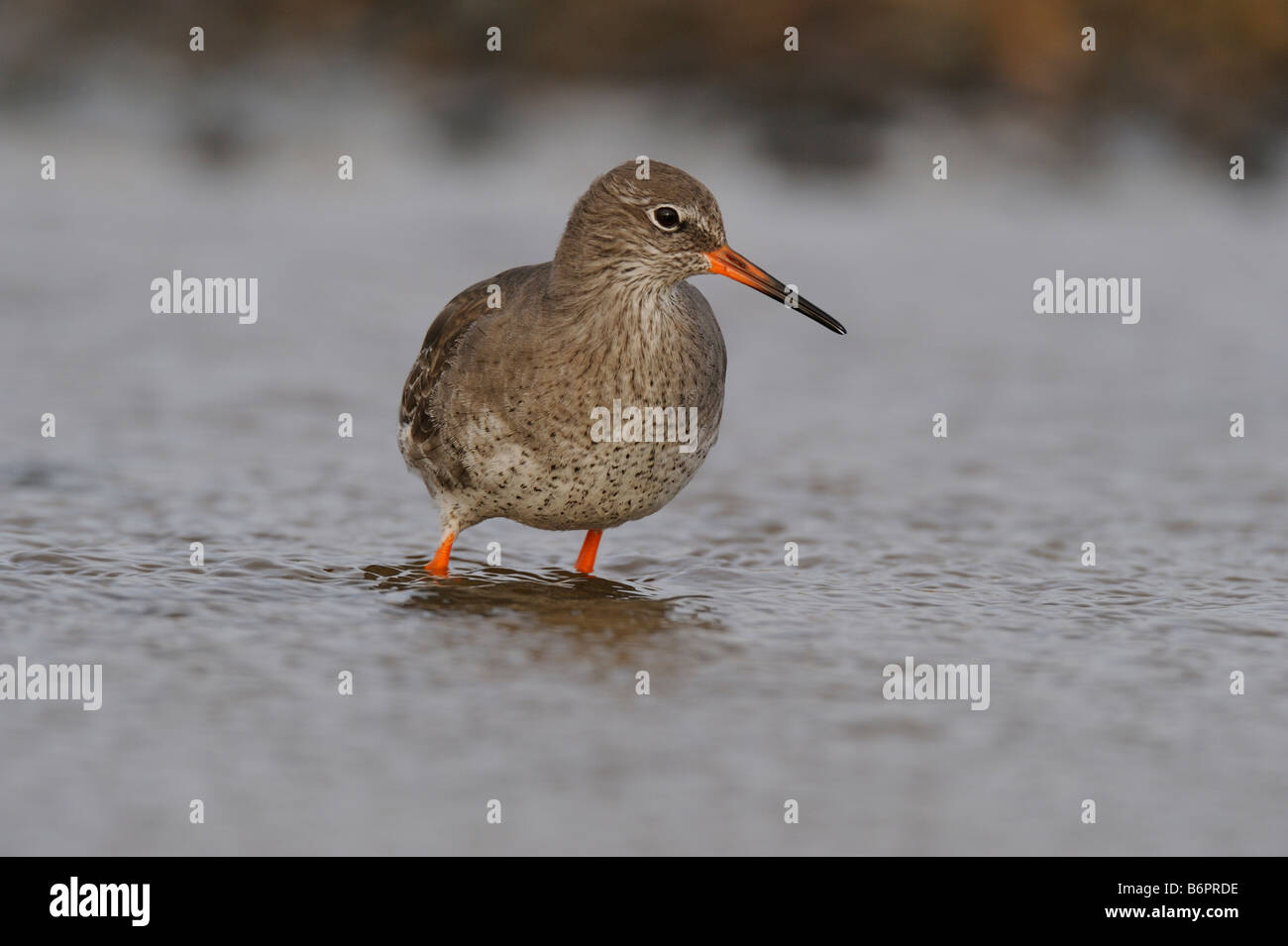 Wader bird with red legs hi-res stock photography and images - Alamy
