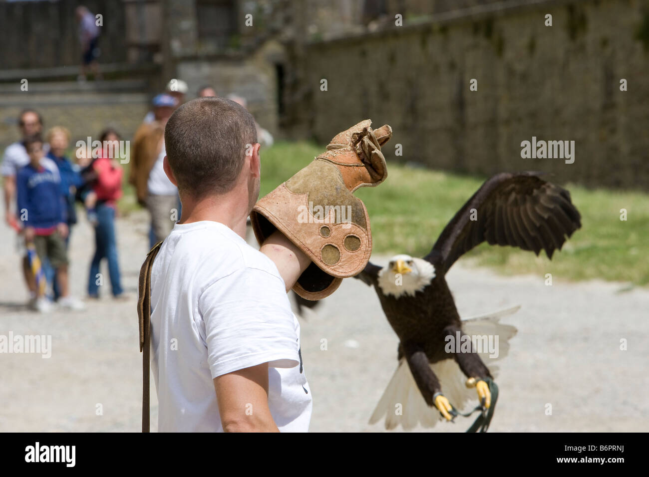 Medieval Hunting Bird High Resolution Stock Photography and Images - Alamy