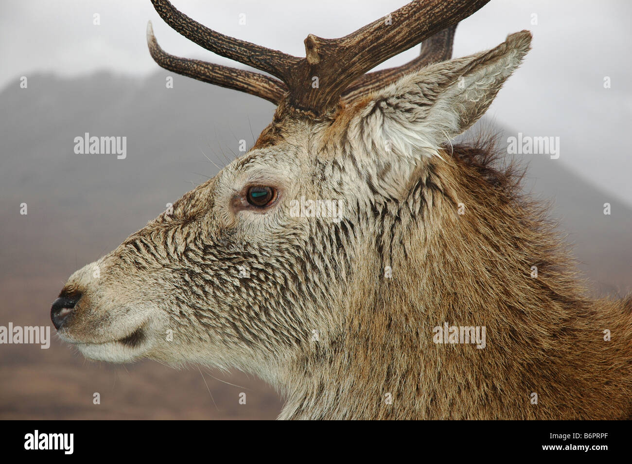 Scottish highland stag hi-res stock photography and images - Alamy