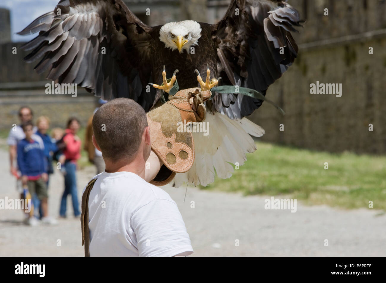 An eagle and bird handler practicing for medieval games in Carcassonne ...