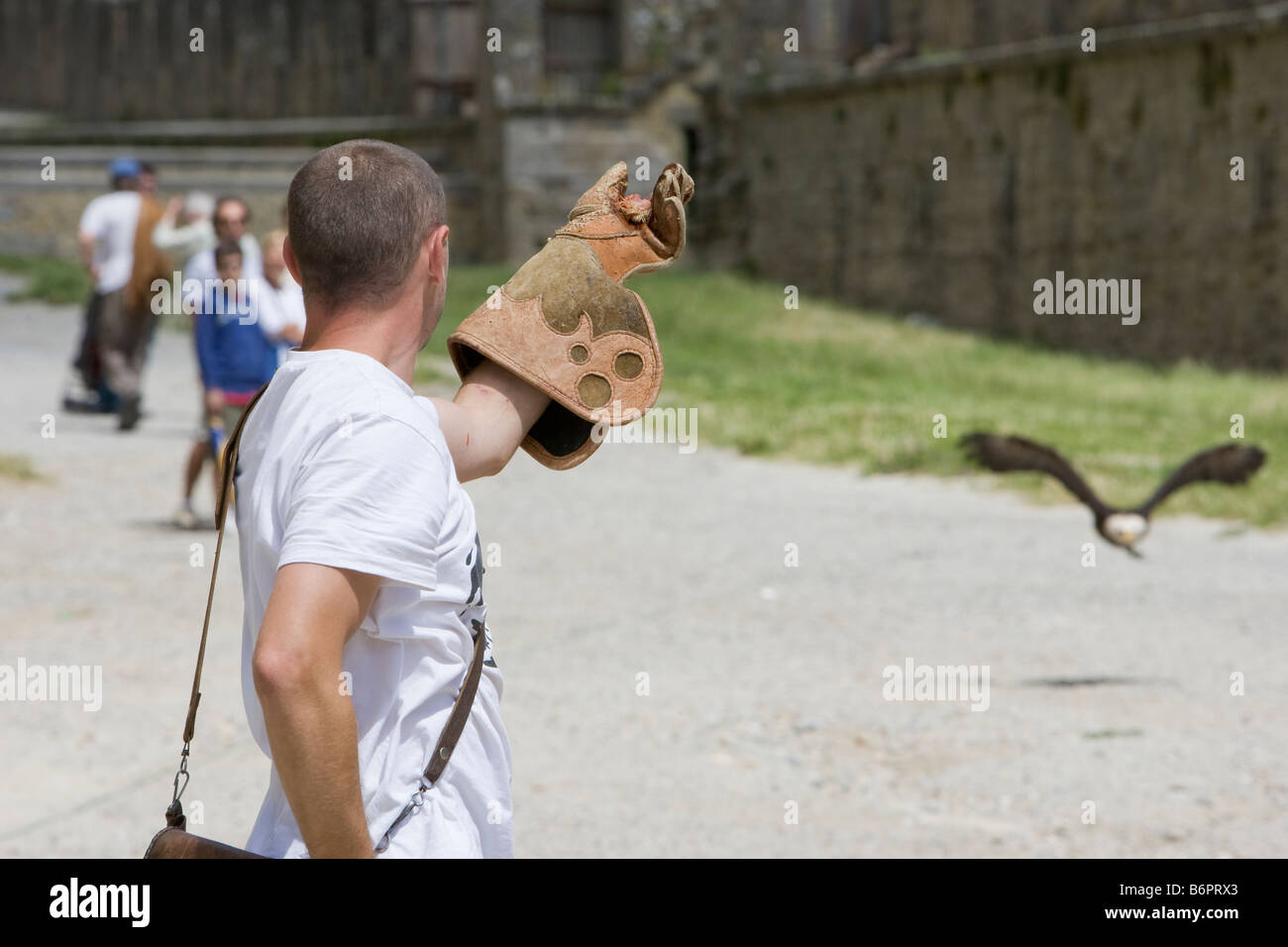 An eagle and bird handler practicing for medieval games in Carcassonne ...