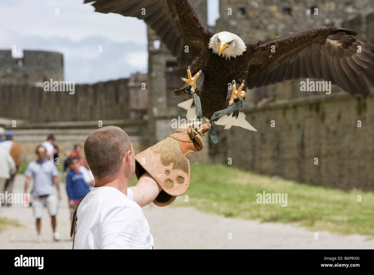 An eagle and bird handler practicing for medieval games in Carcassonne ...