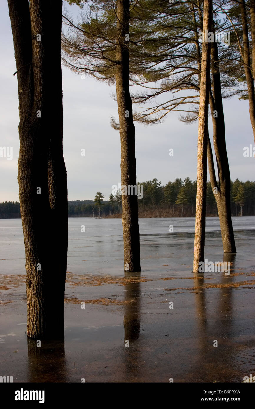 Flooded trees standing in water Stock Photo - Alamy