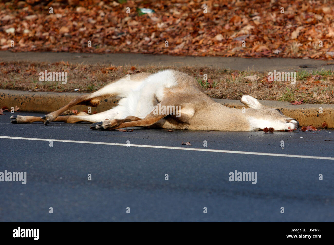 A dead deer hit by a car on the side of the road Stock Photo - Alamy