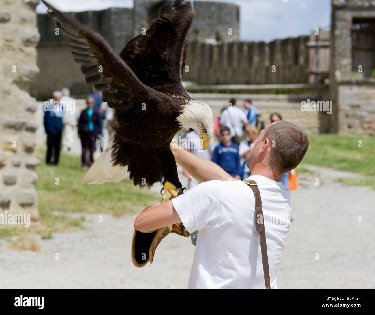 An eagle and bird handler practicing for medieval games in Carcassonne ...