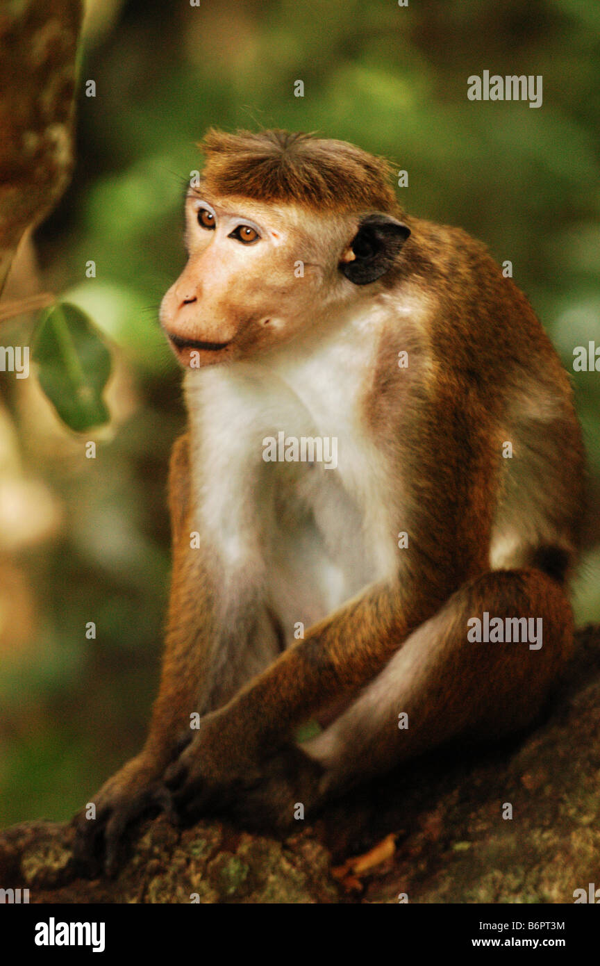 Monk, portrait,photo Kazimierz Jurewicz Stock Photo - Alamy