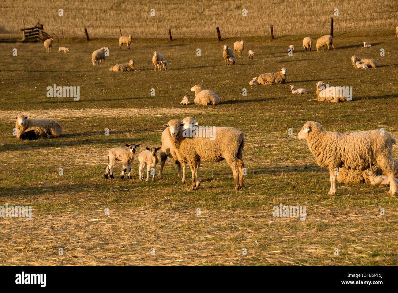 Mountons hi-res stock photography and images - Alamy