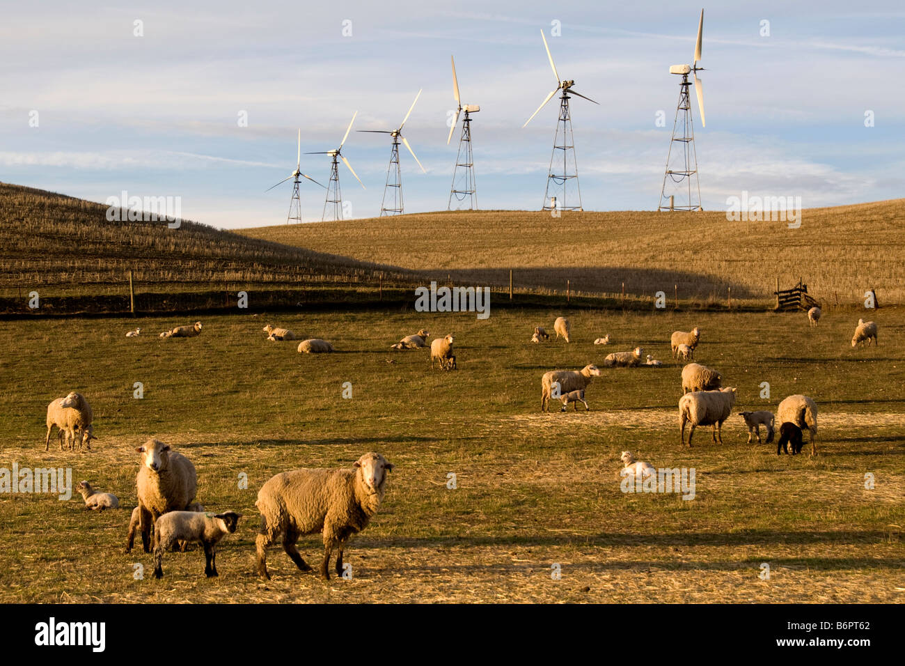 California Sheep Ranch on Highway 113 United States Stock Photo - Alamy