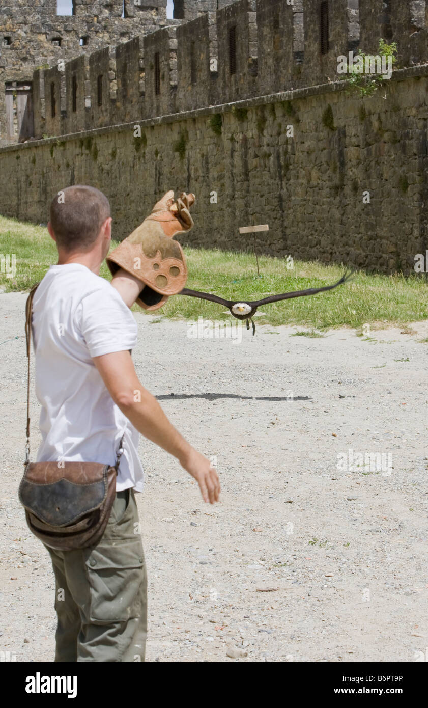 An eagle and bird handler practicing for medieval games in Carcassonne ...